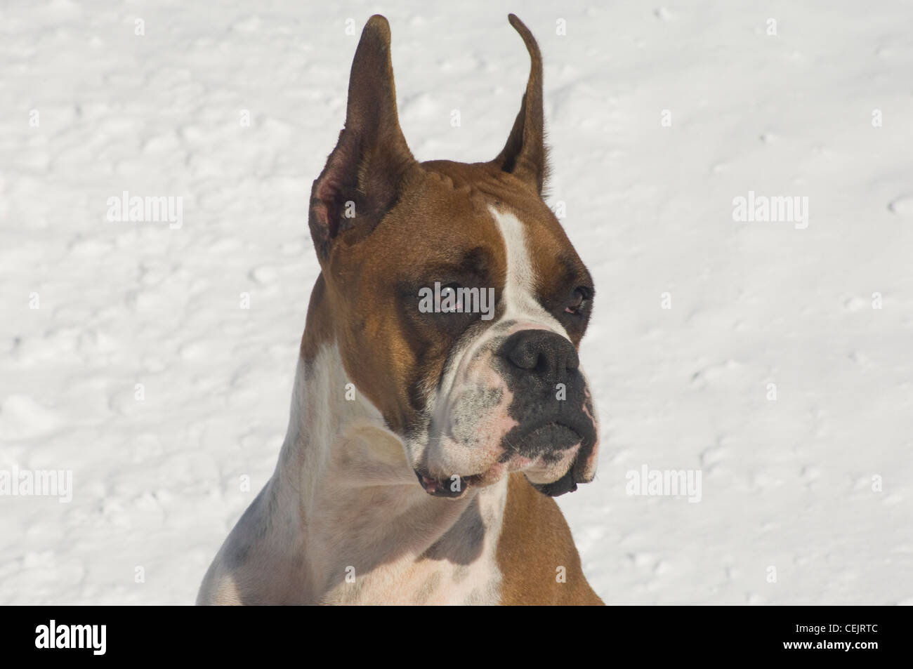 Cane boxer adulto immagini e fotografie stock ad alta risoluzione - Alamy
