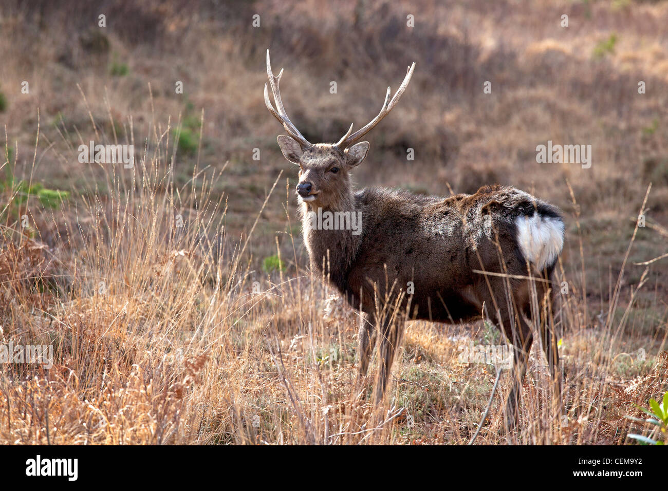 Maschio cervo sika immagini e fotografie stock ad alta risoluzione - Alamy