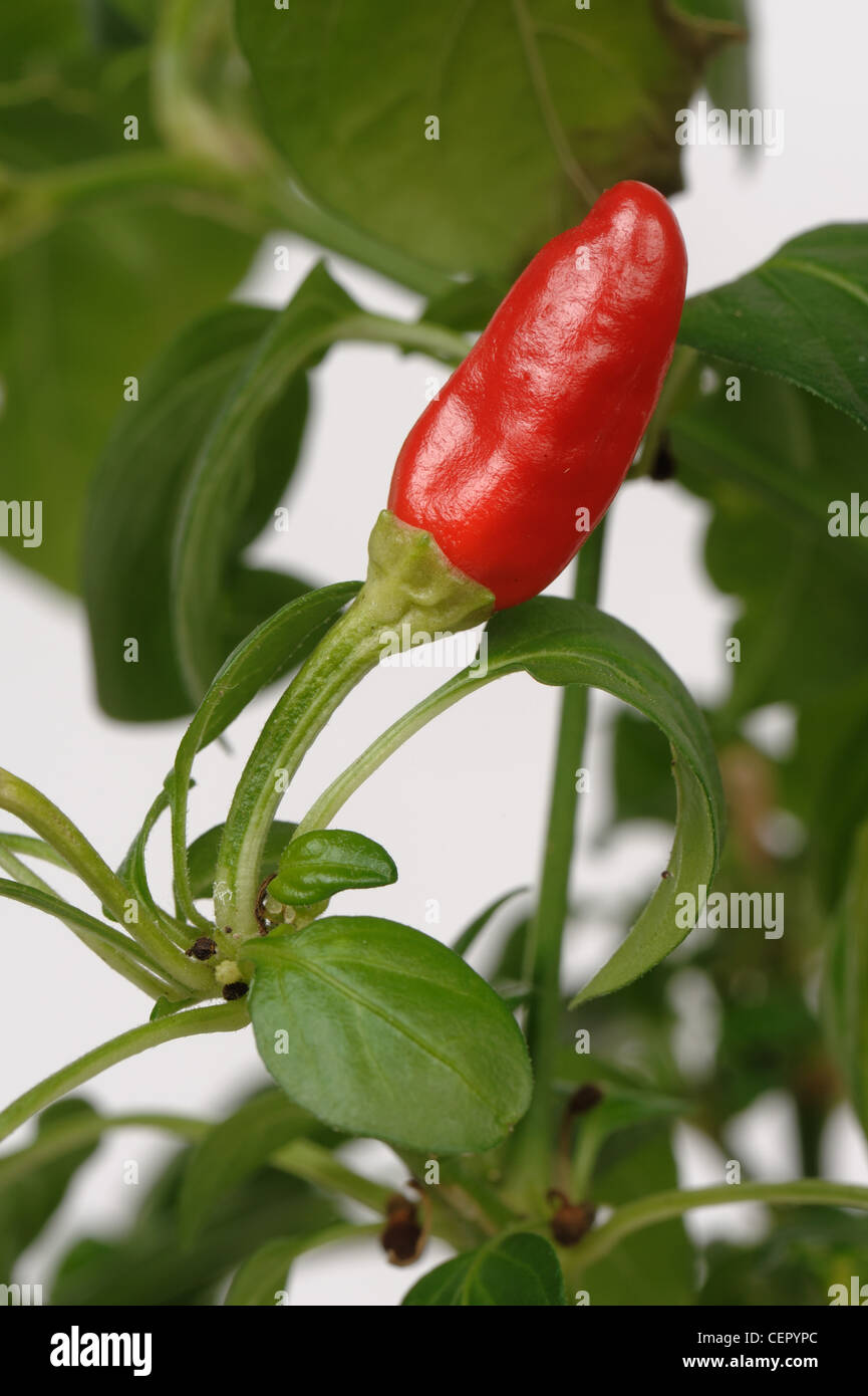Pianta di peperone rosso immagini e fotografie stock ad alta ...