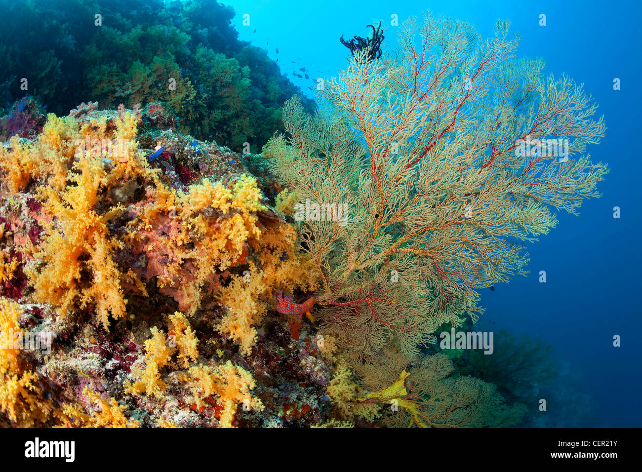Atollo della barriera corallina di tubbataha immagini e fotografie ...