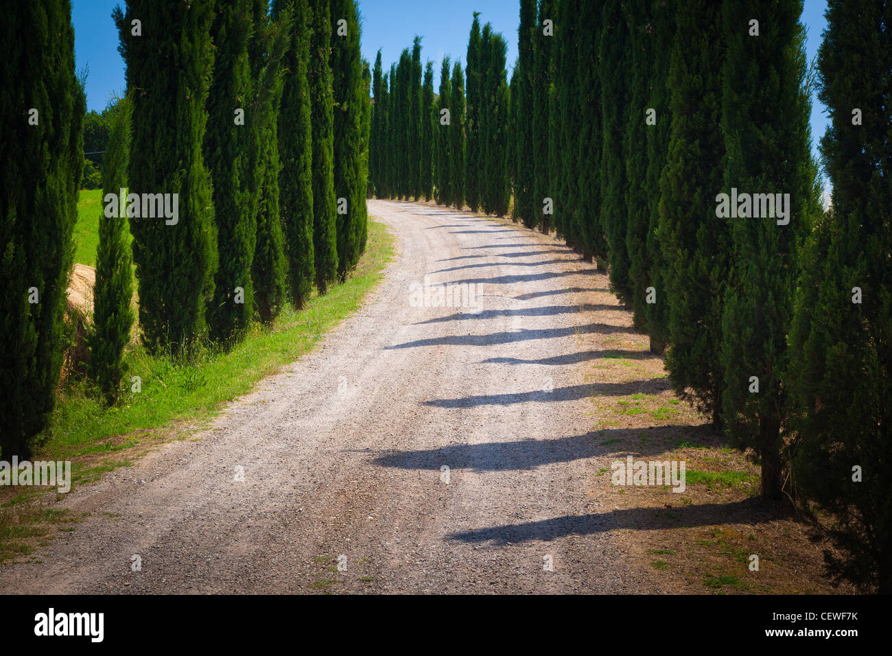 Cipressi alberati di strada rurale immagini e fotografie stock ad alta ...