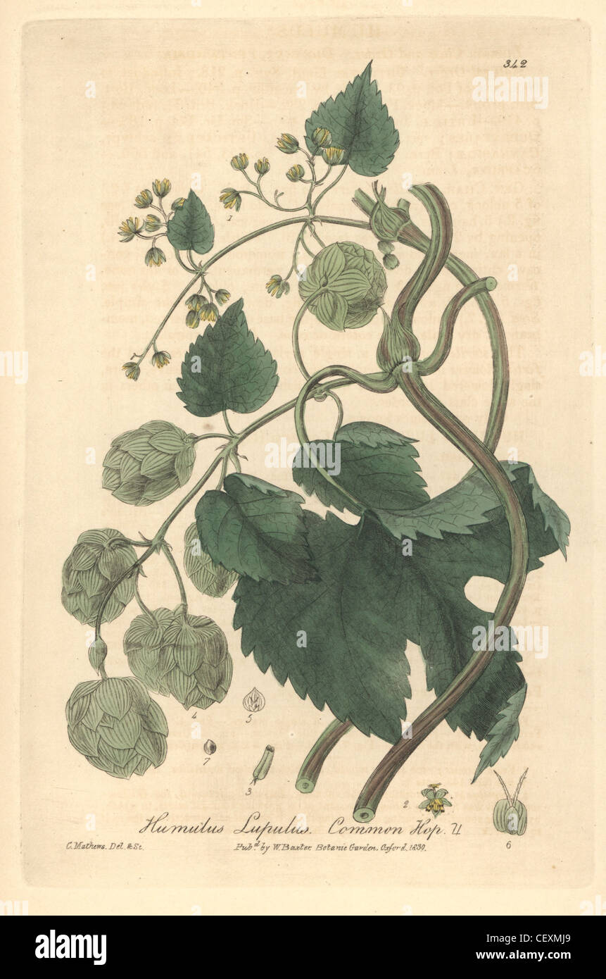 Disegno di luppolo immagini e fotografie stock ad alta risoluzione - Alamy