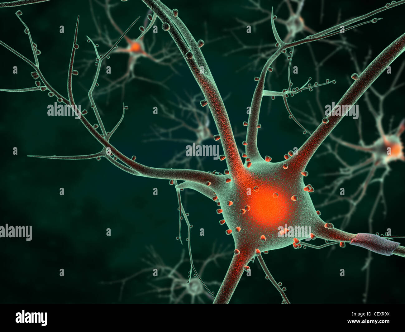 Cella corpo di un neurone Foto stock - Alamy