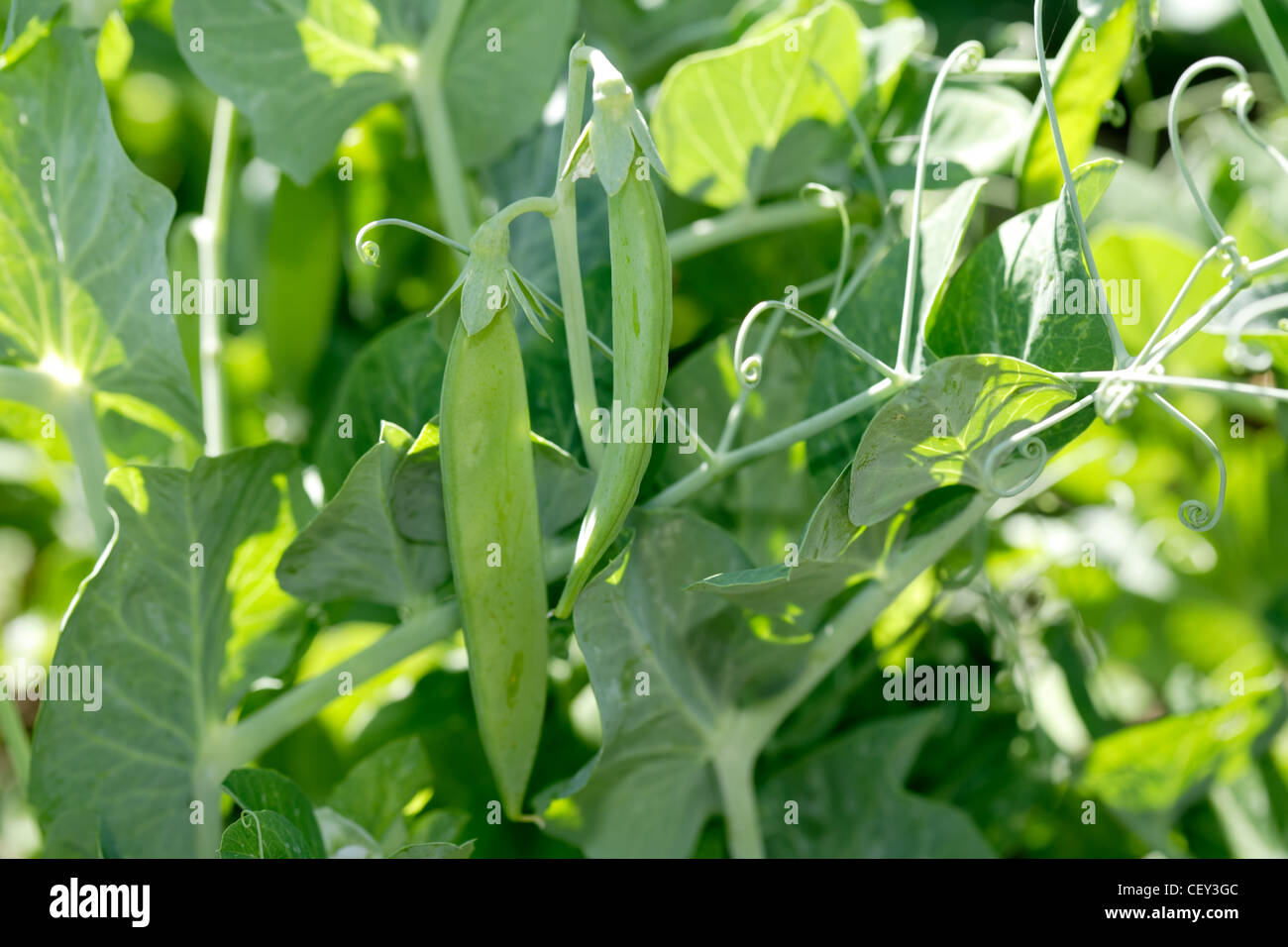 Pianta di piselli immagini e fotografie stock ad alta risoluzione - Alamy