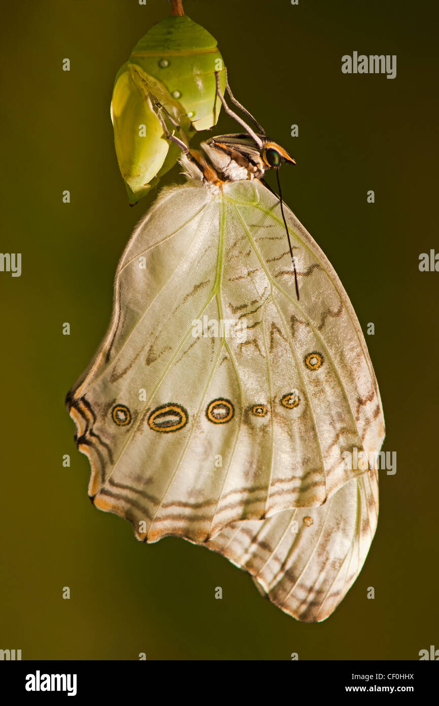 Butterfly hatching butterfly immagini e fotografie stock ad alta ...