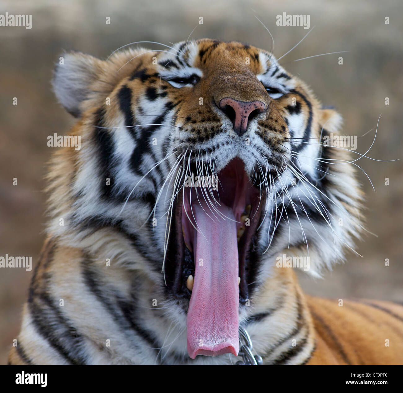 Faccia da tigre in primo piano immagini e fotografie stock ad alta ...