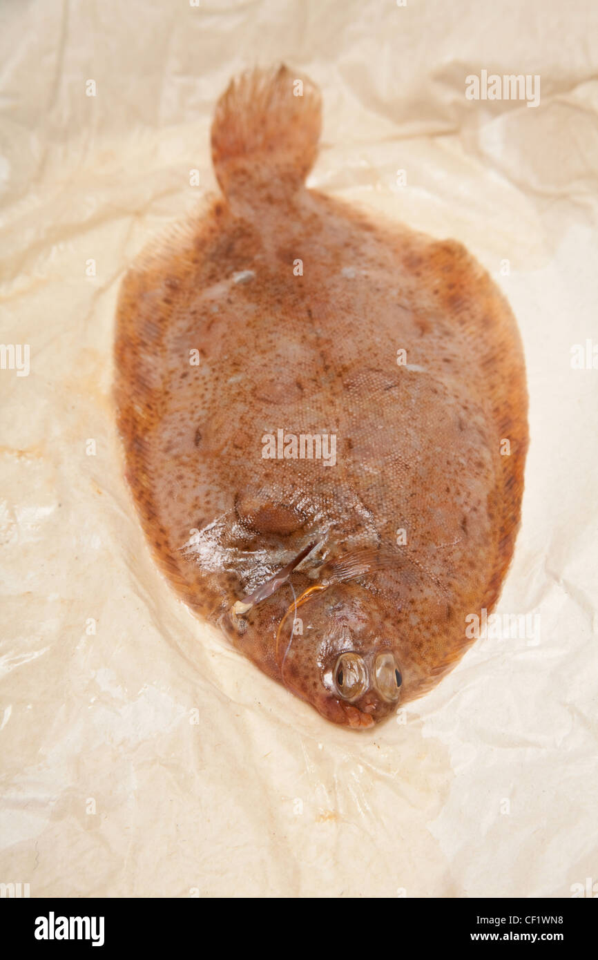 Suola di pesce immagini e fotografie stock ad alta risoluzione - Alamy