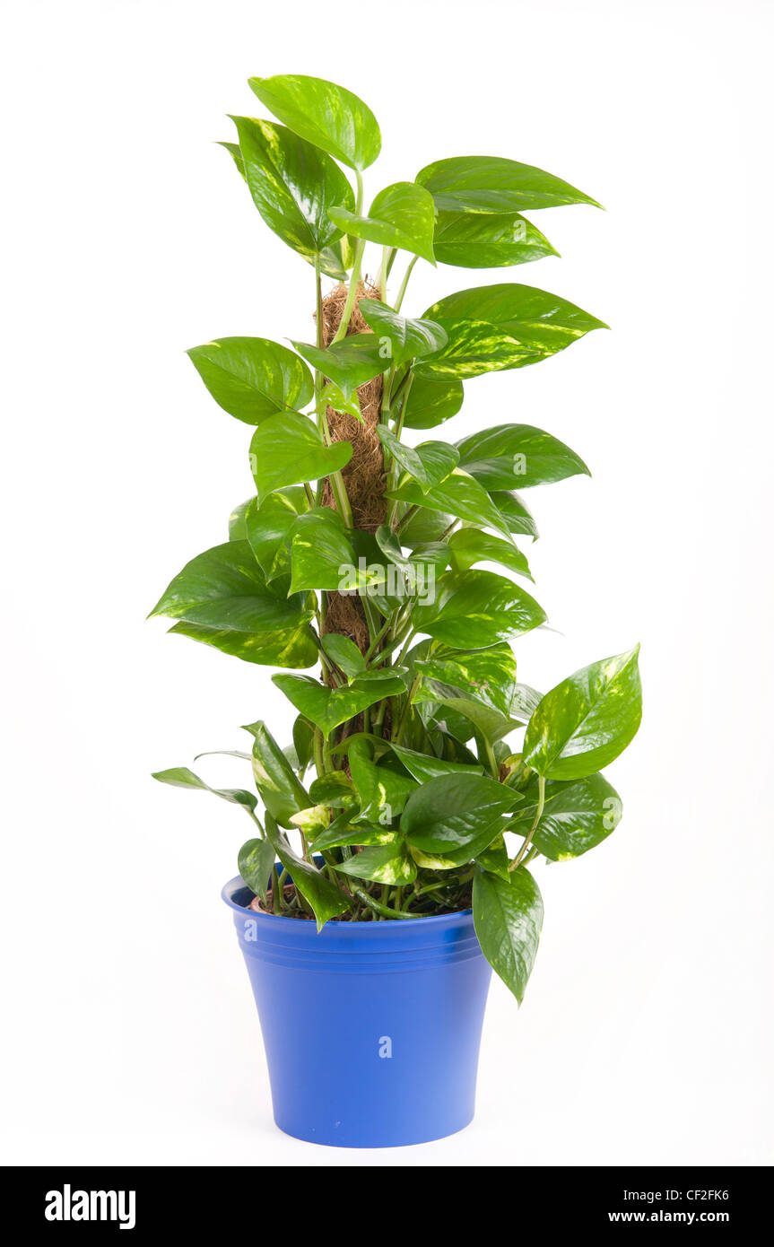 Palo della pianta immagini e fotografie stock ad alta risoluzione - Alamy