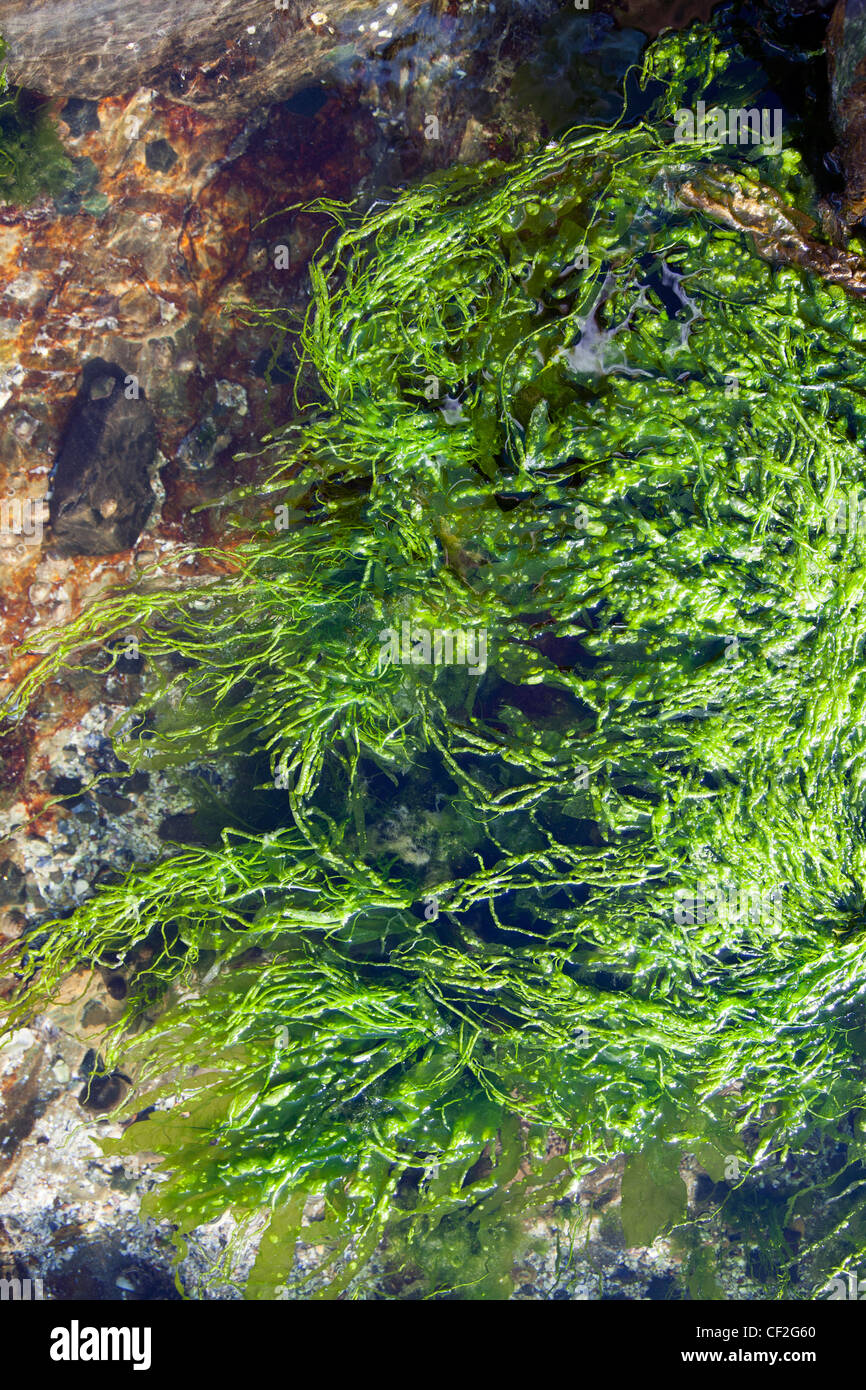 Arthrospira platensis immagini e fotografie stock ad alta risoluzione ...