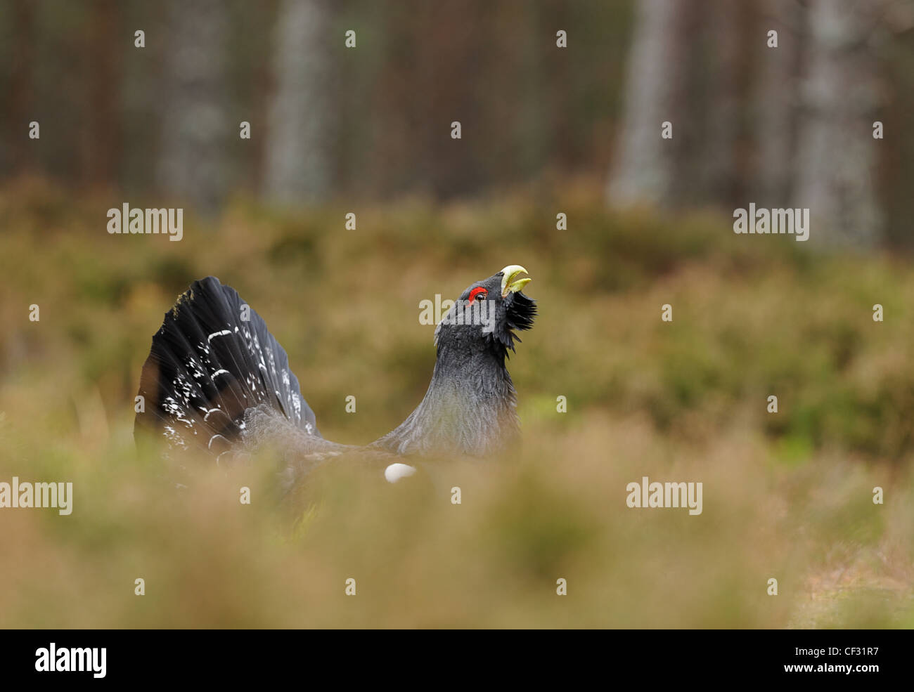 Comportamento da gallo cedrone immagini e fotografie stock ad alta ...