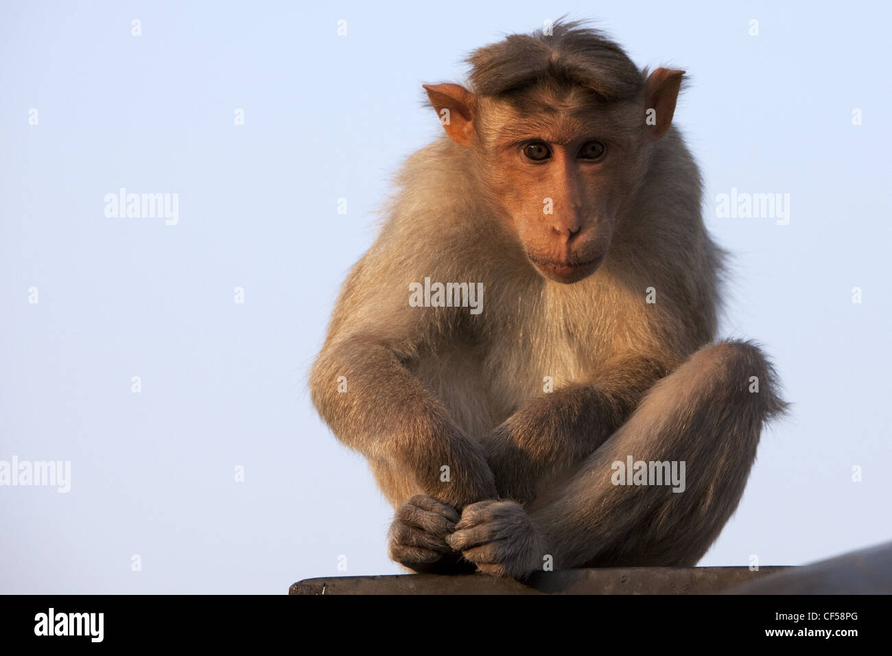 Scimmia macaco del cofano immagini e fotografie stock ad alta ...