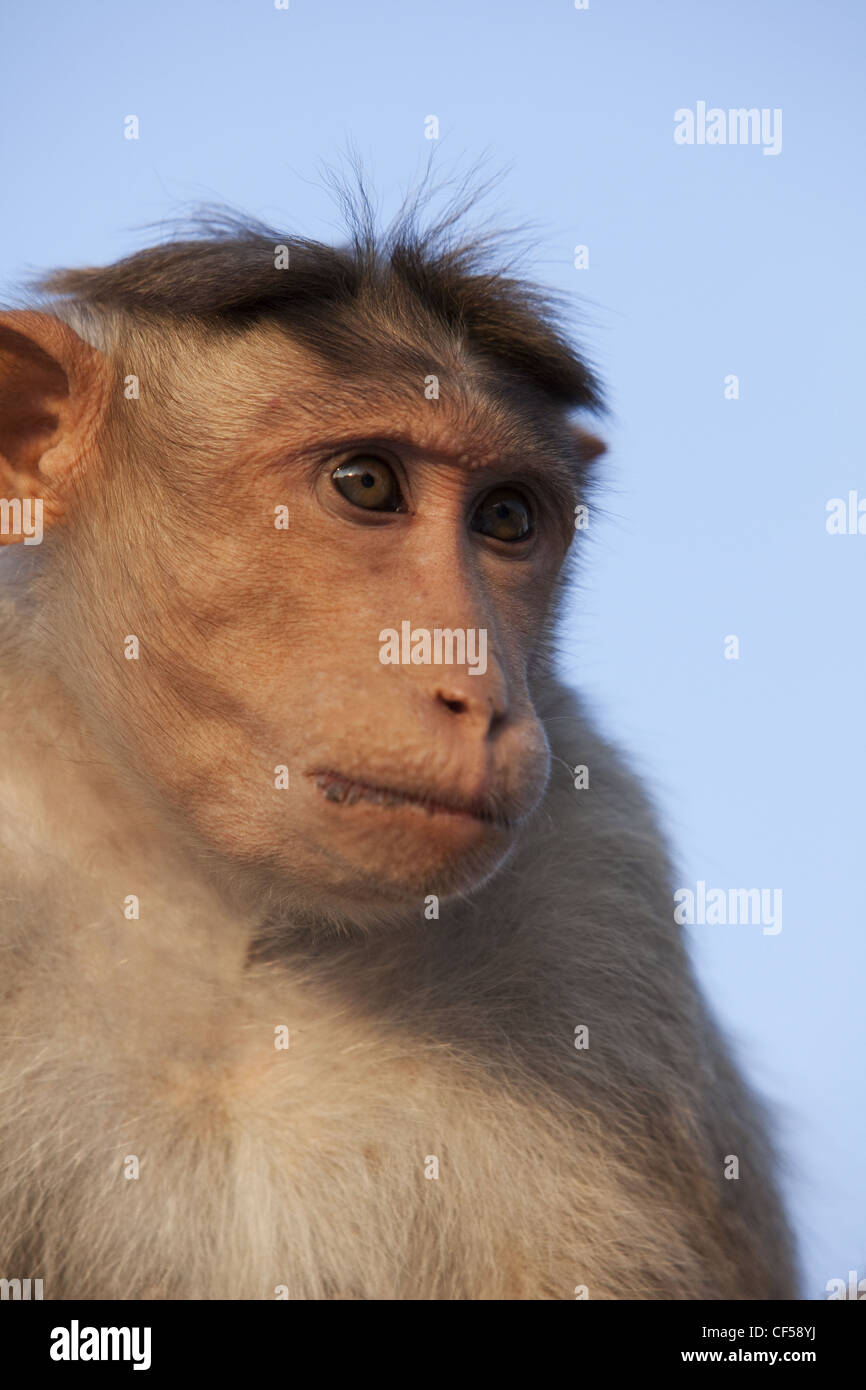 Scimmia macaco del cofano immagini e fotografie stock ad alta ...