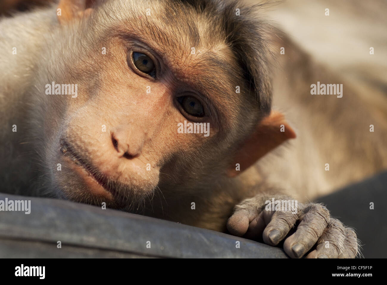 Scimmia macaco del cofano immagini e fotografie stock ad alta ...
