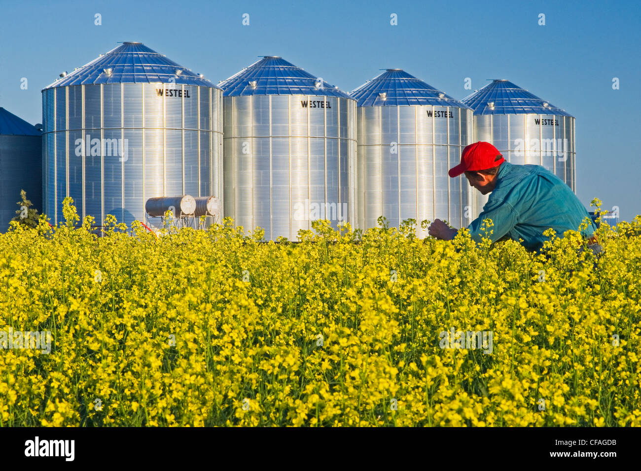 Contadino di contenitori di stoccaggio del grano con campo di canola in ...