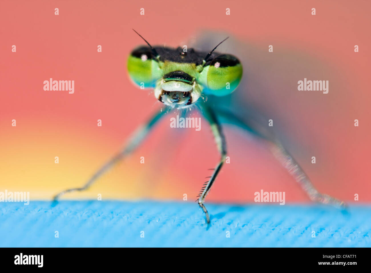 Testa Di Insetti Immagini e Fotos Stock - Alamy