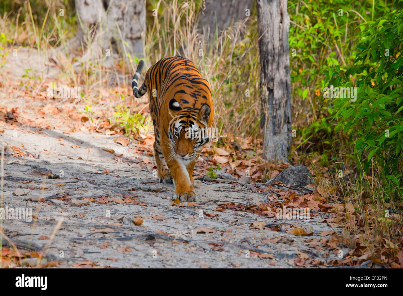 Tigre del bengala orizzontale immagini e fotografie stock ad alta ...