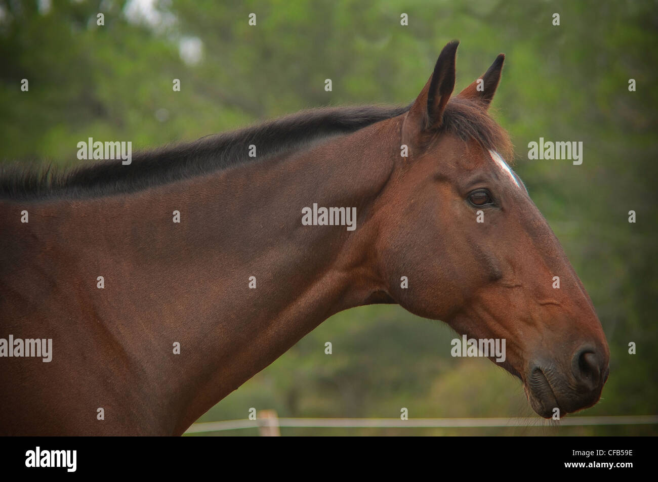 Cavallo profilo immagini e fotografie stock ad alta risoluzione - Alamy