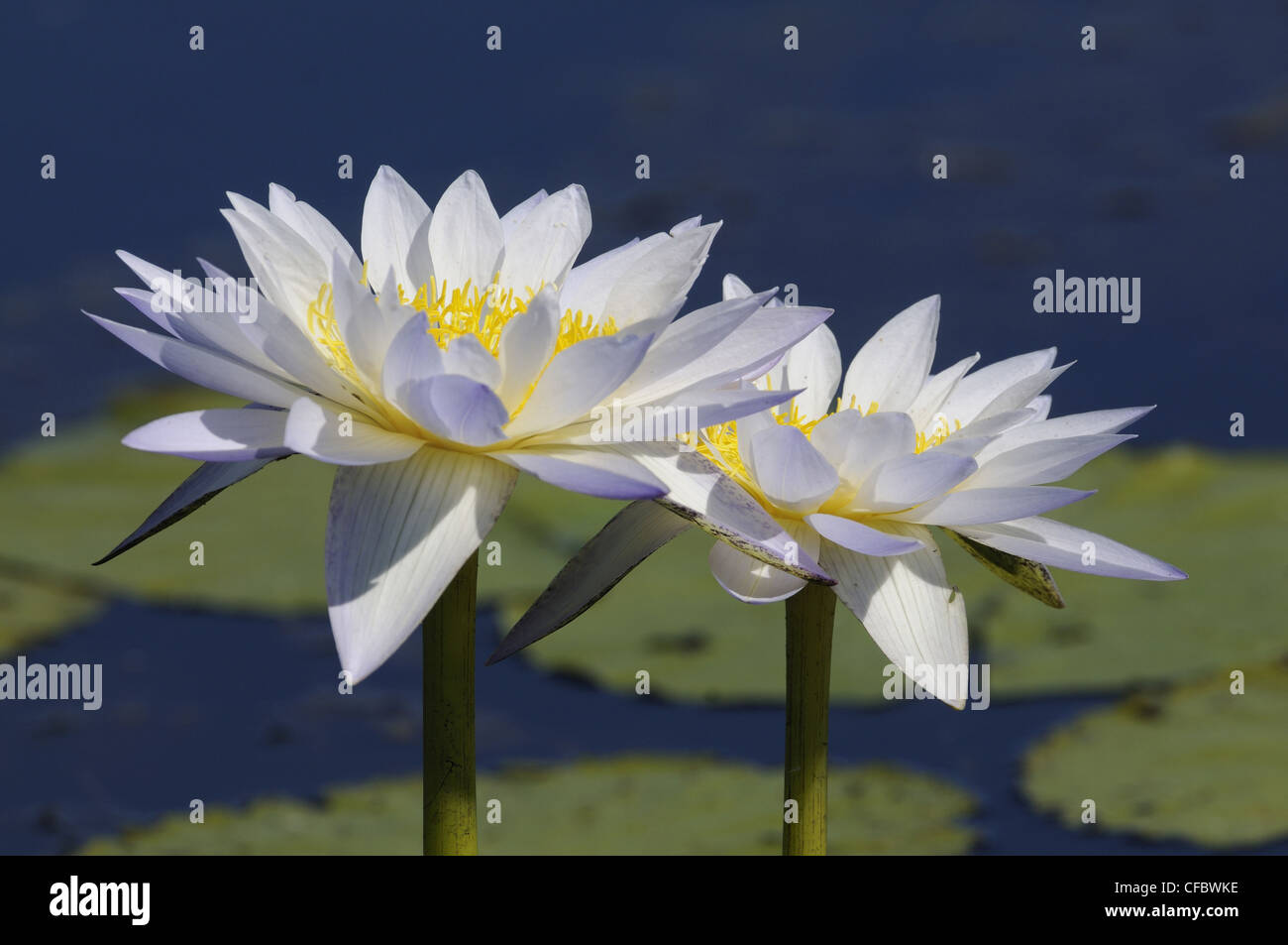 Pianta acquatica immagini e fotografie stock ad alta risoluzione - Alamy