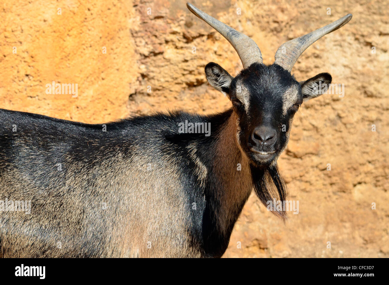 Capra marrone e nera immagini e fotografie stock ad alta risoluzione ...
