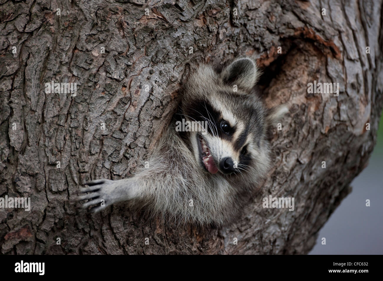 Procioni carini immagini e fotografie stock ad alta risoluzione - Alamy