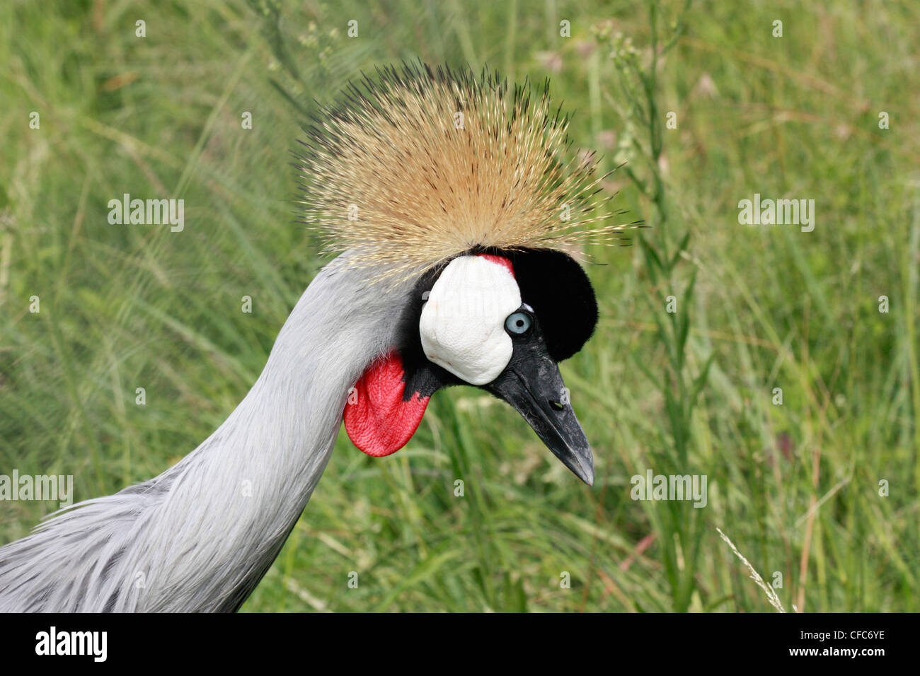 Uccello di gru crestato immagini e fotografie stock ad alta risoluzione ...