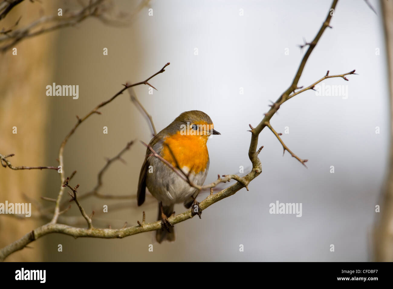 Robin don immagini e fotografie stock ad alta risoluzione - Alamy