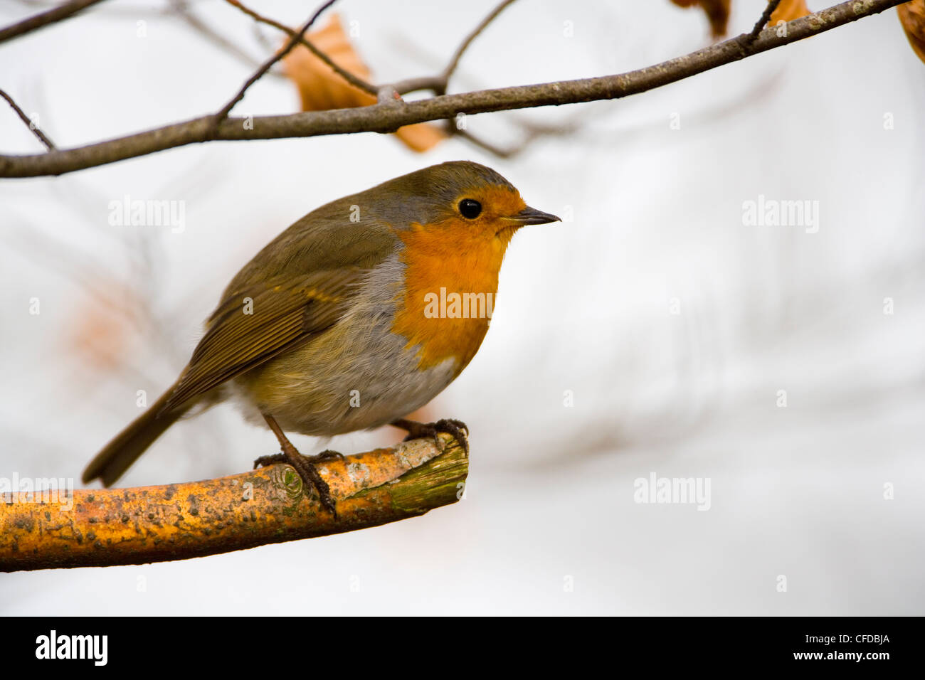 Robin don immagini e fotografie stock ad alta risoluzione - Alamy