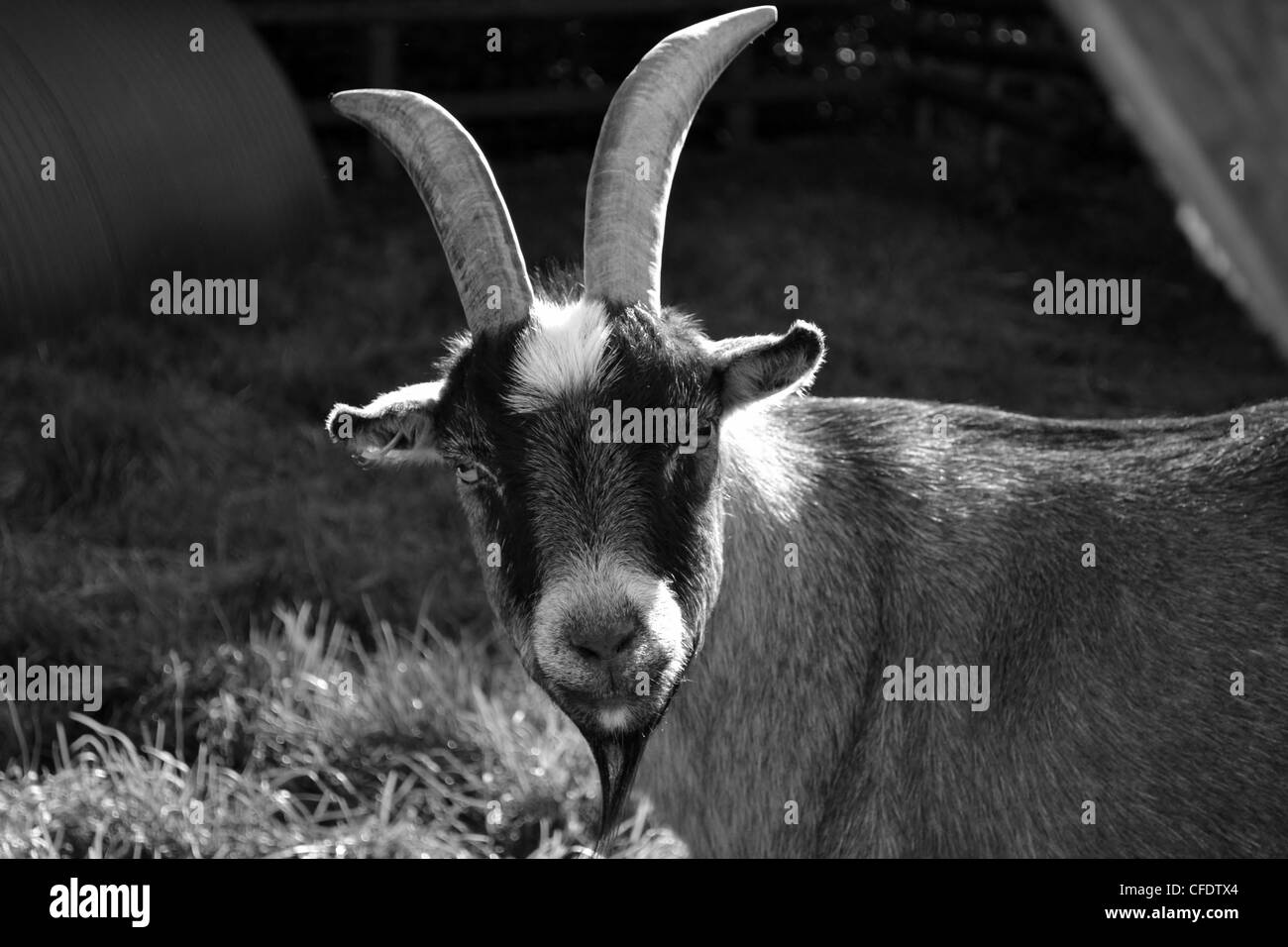 Razze di capre Foto e Immagini Stock in Bianco e Nero - Alamy