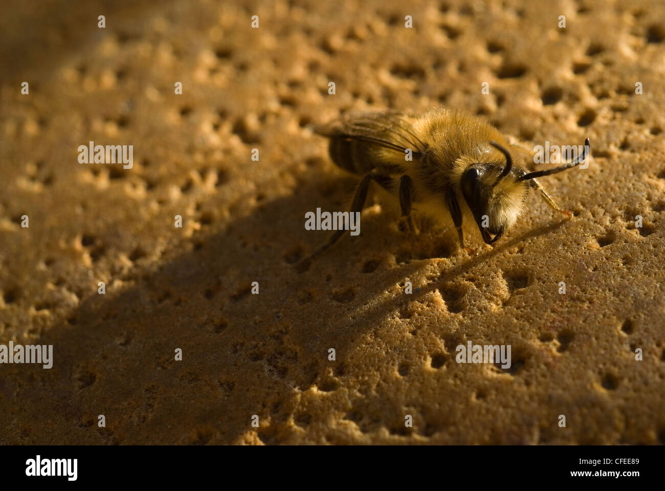 Miele delle api apis mellifera mellifera immagini e fotografie stock ad ...