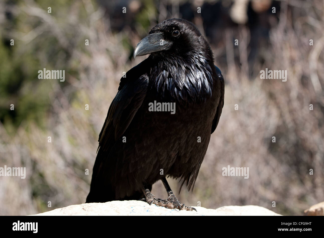 Corax di corvo immagini e fotografie stock ad alta risoluzione - Alamy