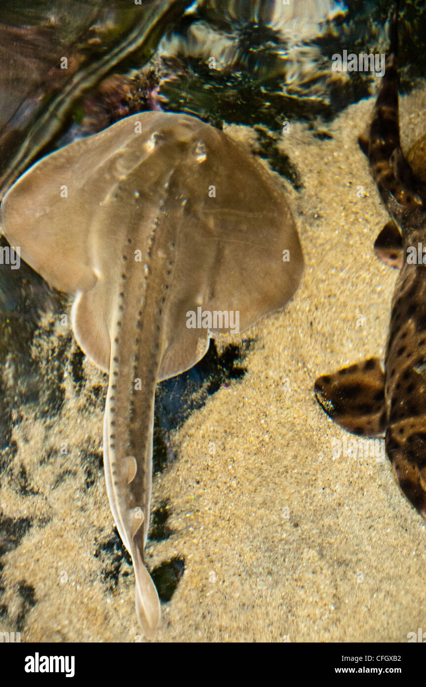 Skate e ray immagini e fotografie stock ad alta risoluzione - Alamy