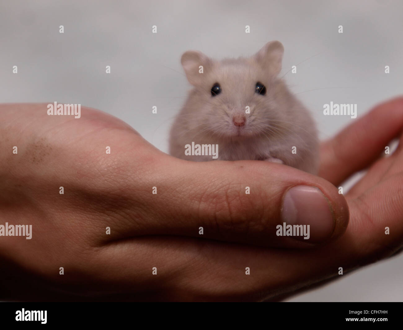 Criceto nano russo immagini e fotografie stock ad alta risoluzione - Alamy