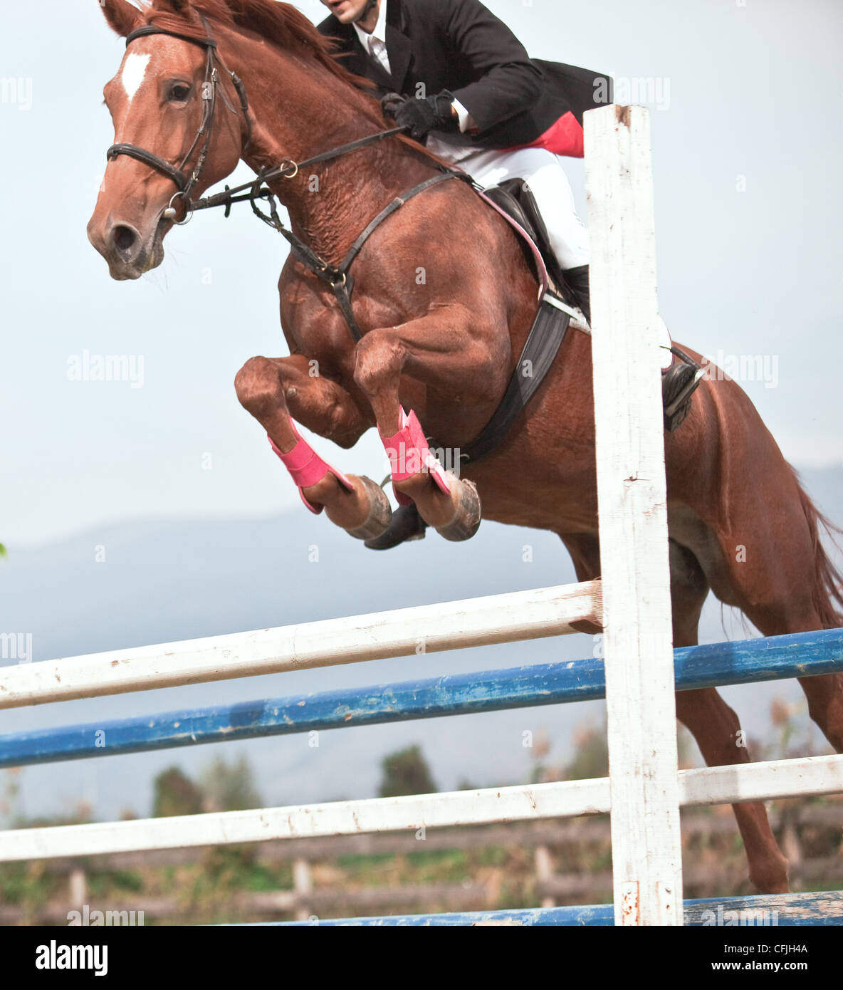 Cavallo che salta immagini e fotografie stock ad alta risoluzione - Alamy