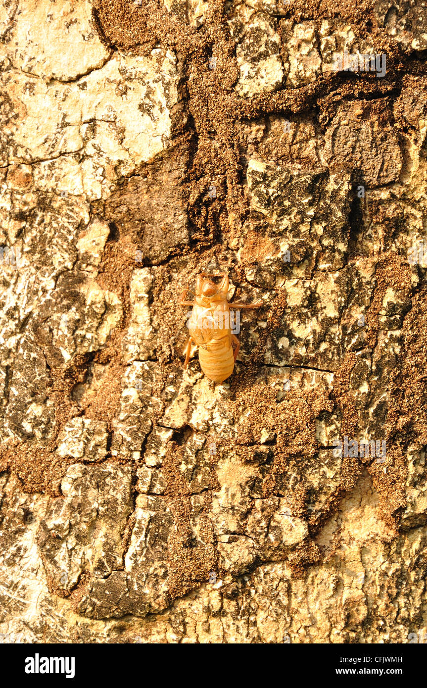 Guscio di cicala vuoto immagini e fotografie stock ad alta risoluzione ...