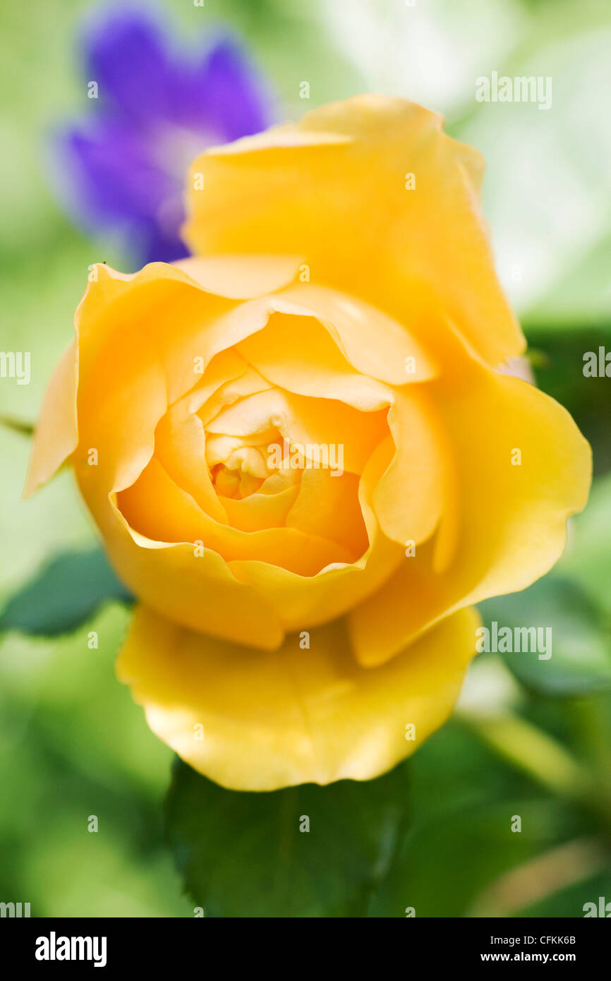 Graham thomas rose immagini e fotografie stock ad alta risoluzione - Alamy