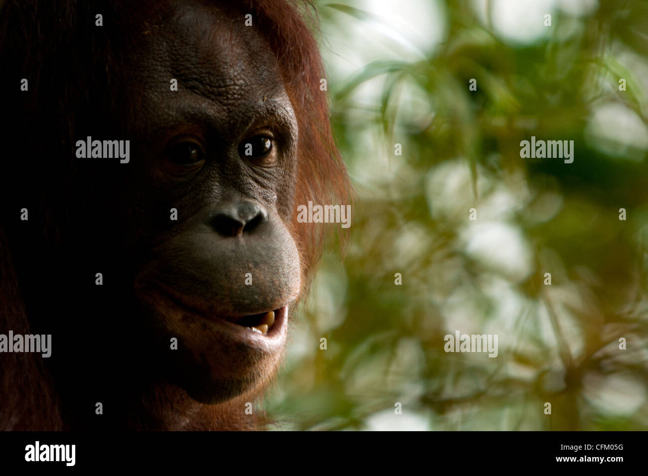 Bornean orangutans immagini e fotografie stock ad alta risoluzione - Alamy