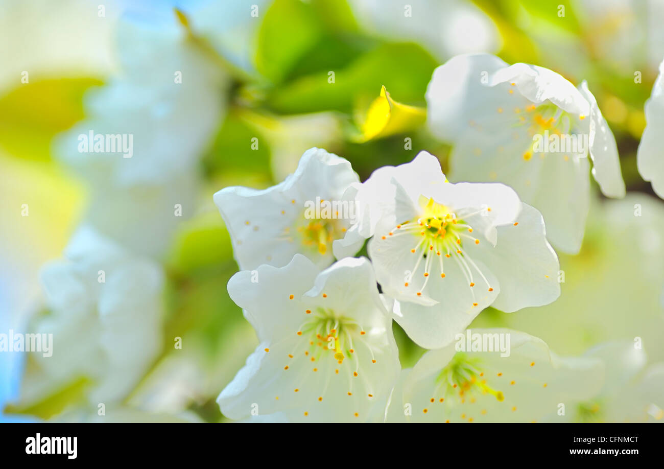 Sbocciare di primavera immagini e fotografie stock ad alta risoluzione ...