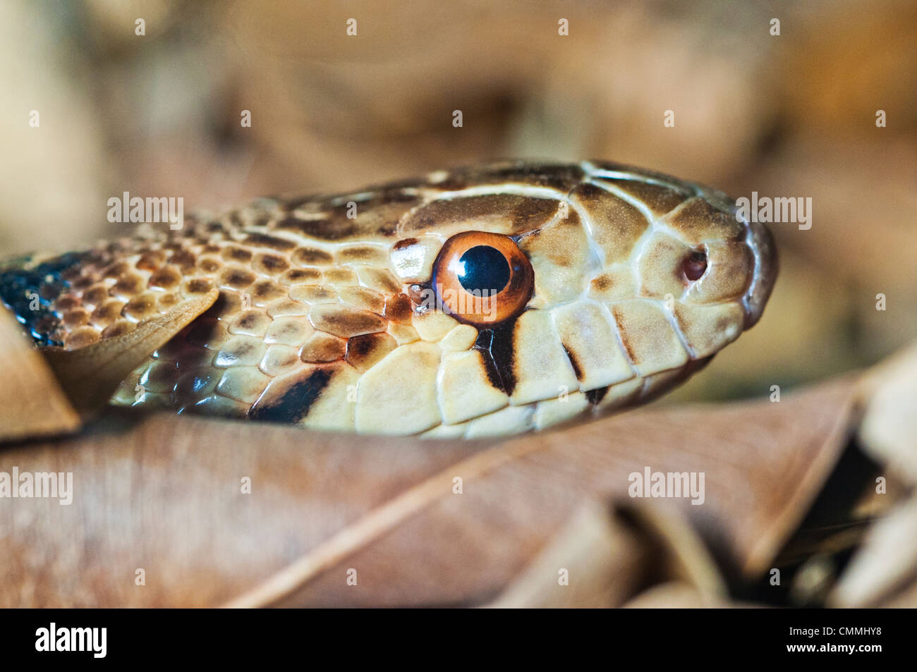 Serpente drammatico immagini e fotografie stock ad alta risoluzione - Alamy