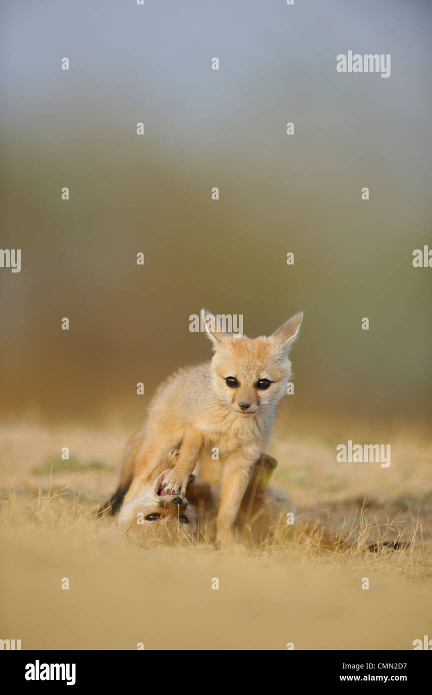 Bengala Volpe Bengalensis Immagini e Fotos Stock - Alamy