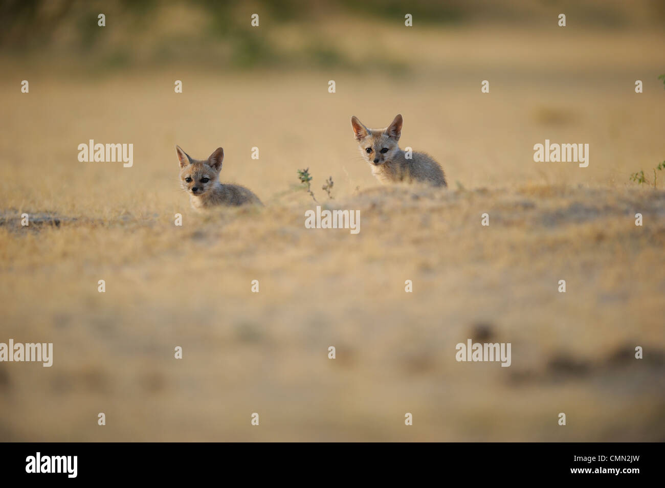 Bengala Volpe Bengalensis Immagini e Fotos Stock - Alamy
