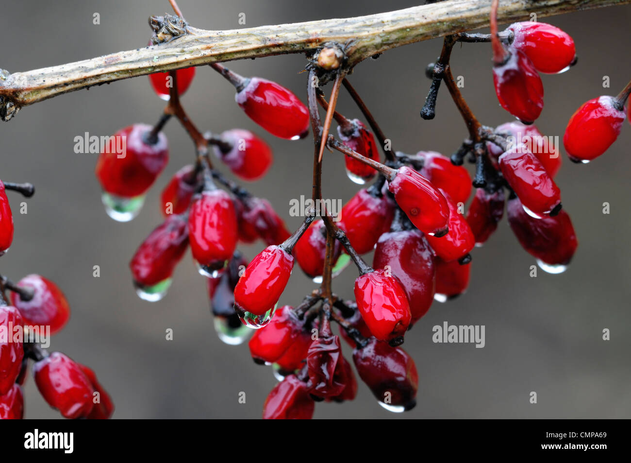 Berberis concinna bacche rosse bacche di Crespino gennaio inverno ...