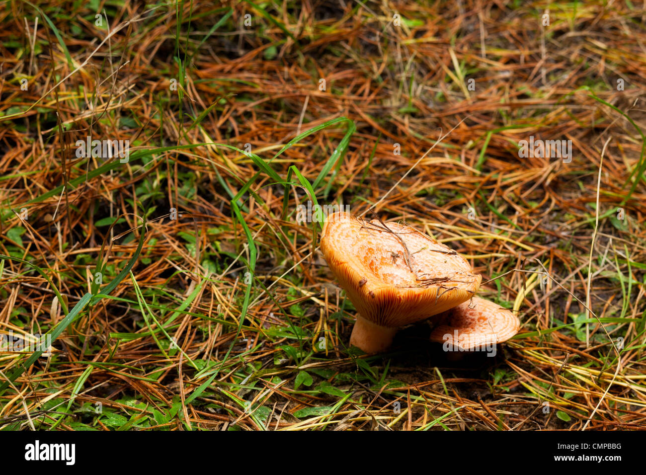 Fungo commestibile immagini e fotografie stock ad alta risoluzione - Alamy