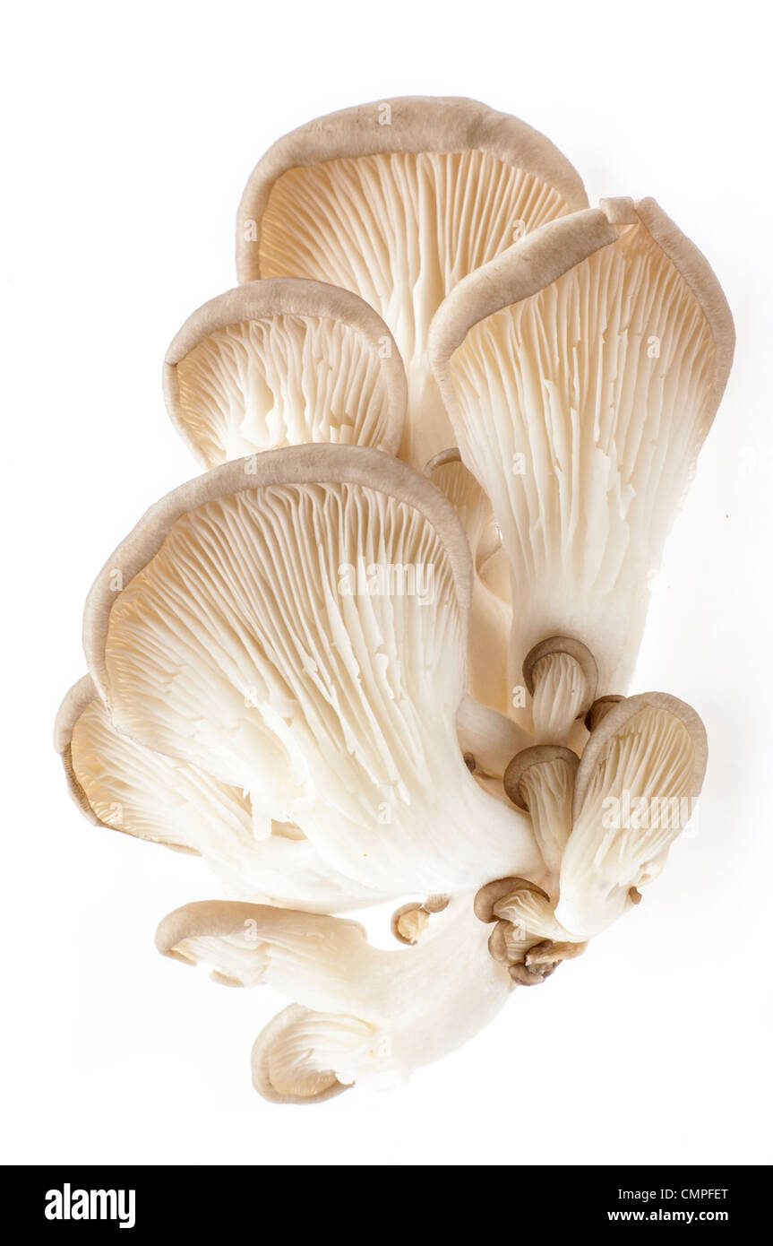 Sfondo bianco di funghi immagini e fotografie stock ad alta risoluzione ...