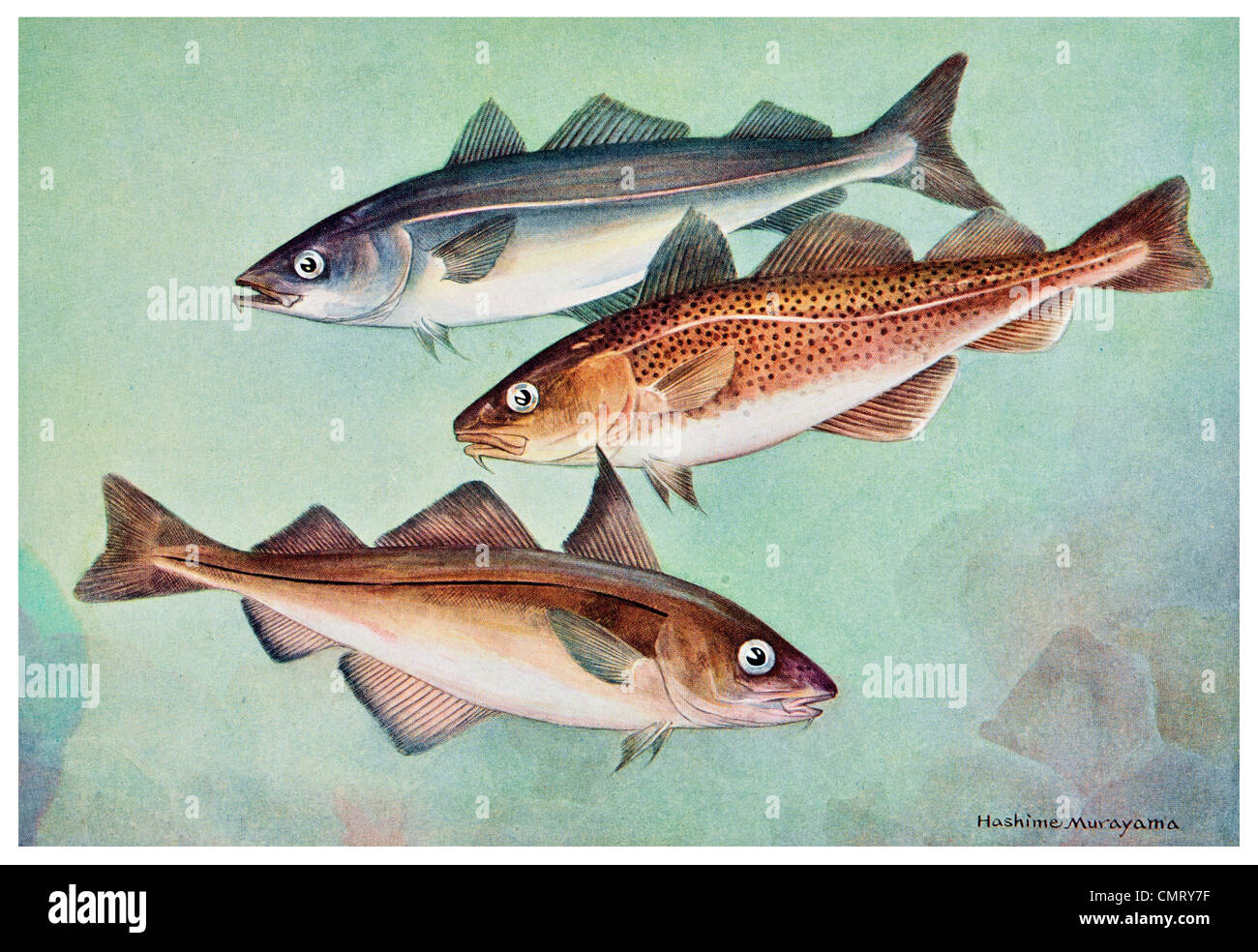 Gadus callarias immagini e fotografie stock ad alta risoluzione - Alamy