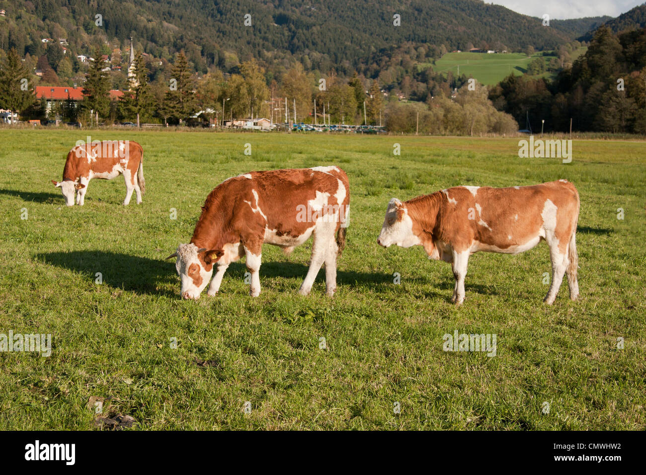 Mucche colorate immagini e fotografie stock ad alta risoluzione - Alamy