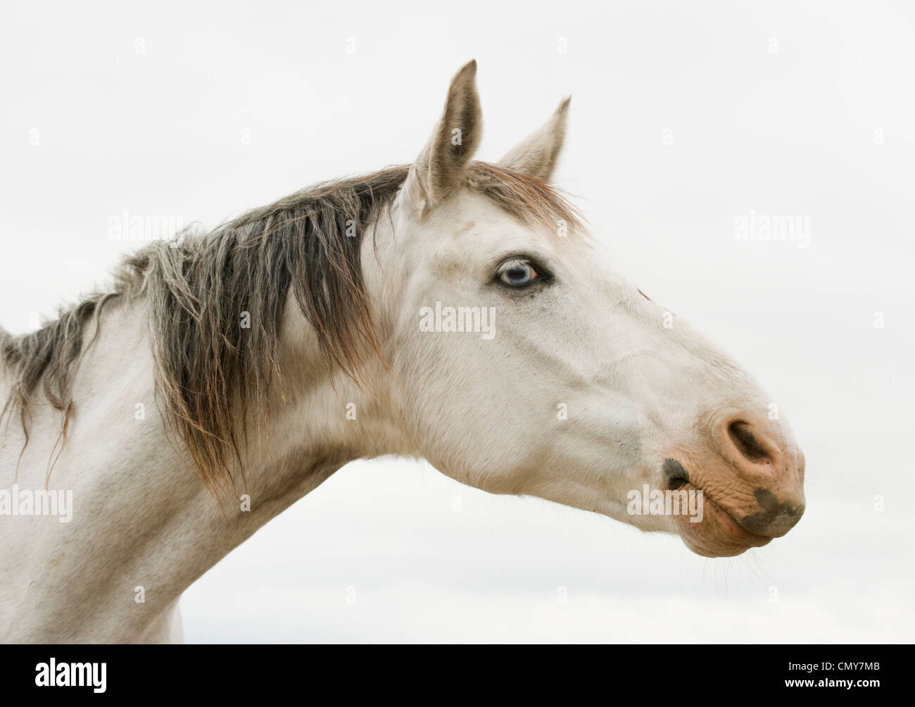 Cavallo bianco con gli occhi azzurri immagini e fotografie stock ad ...