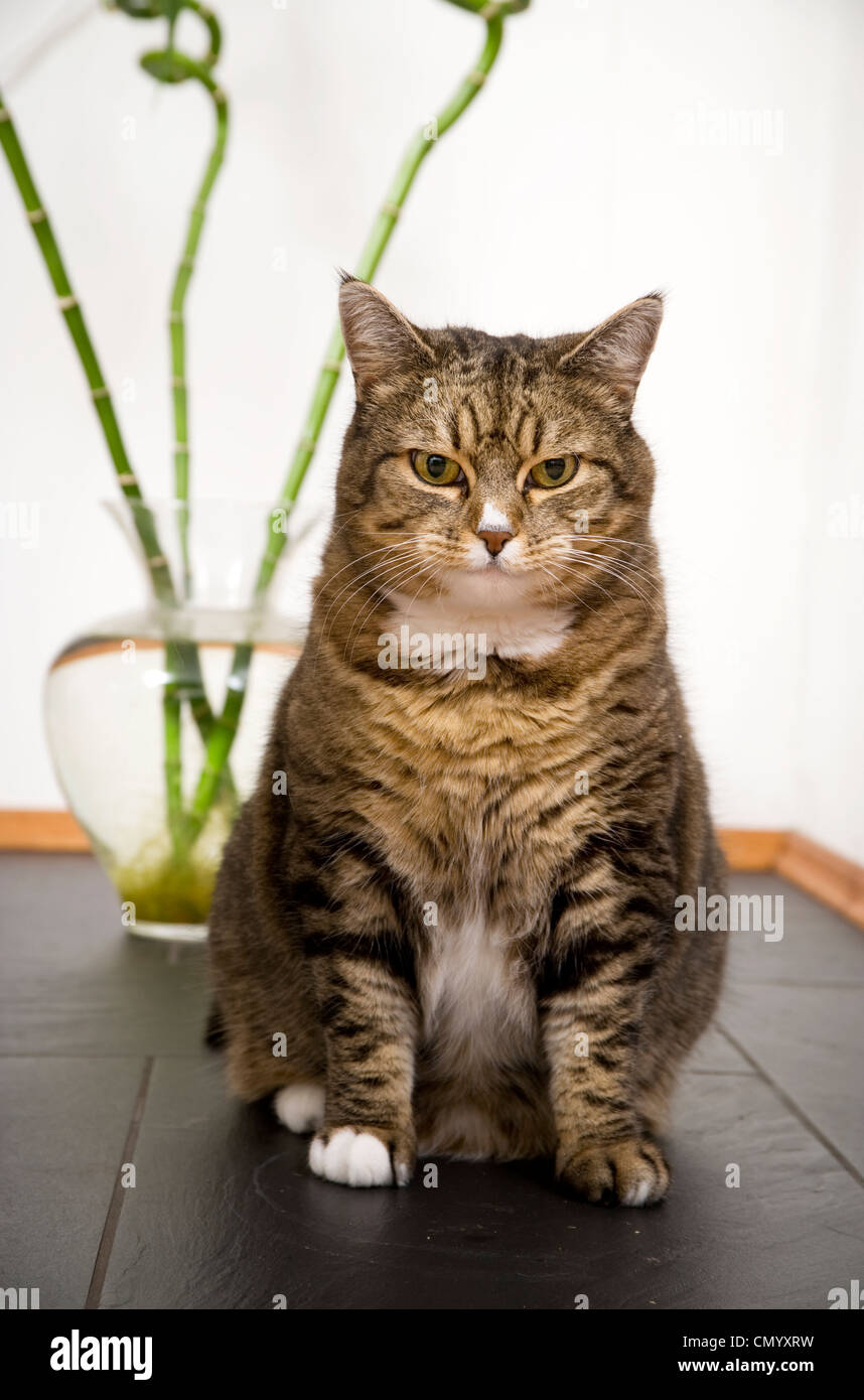 Gatto grasso immagini e fotografie stock ad alta risoluzione - Alamy