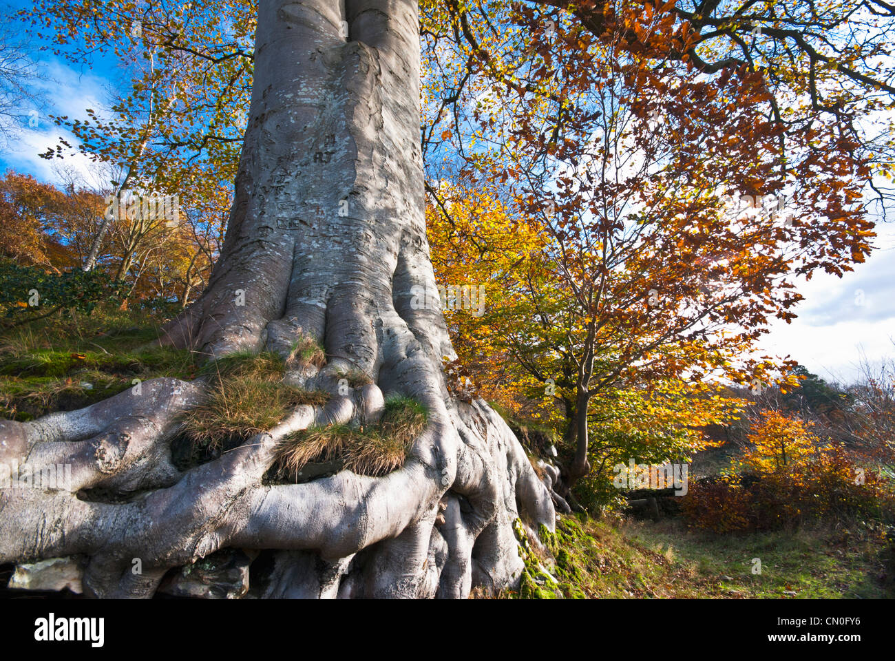 Radici di faggio fagus sylvatica immagini e fotografie stock ad alta risoluzione - Alamy