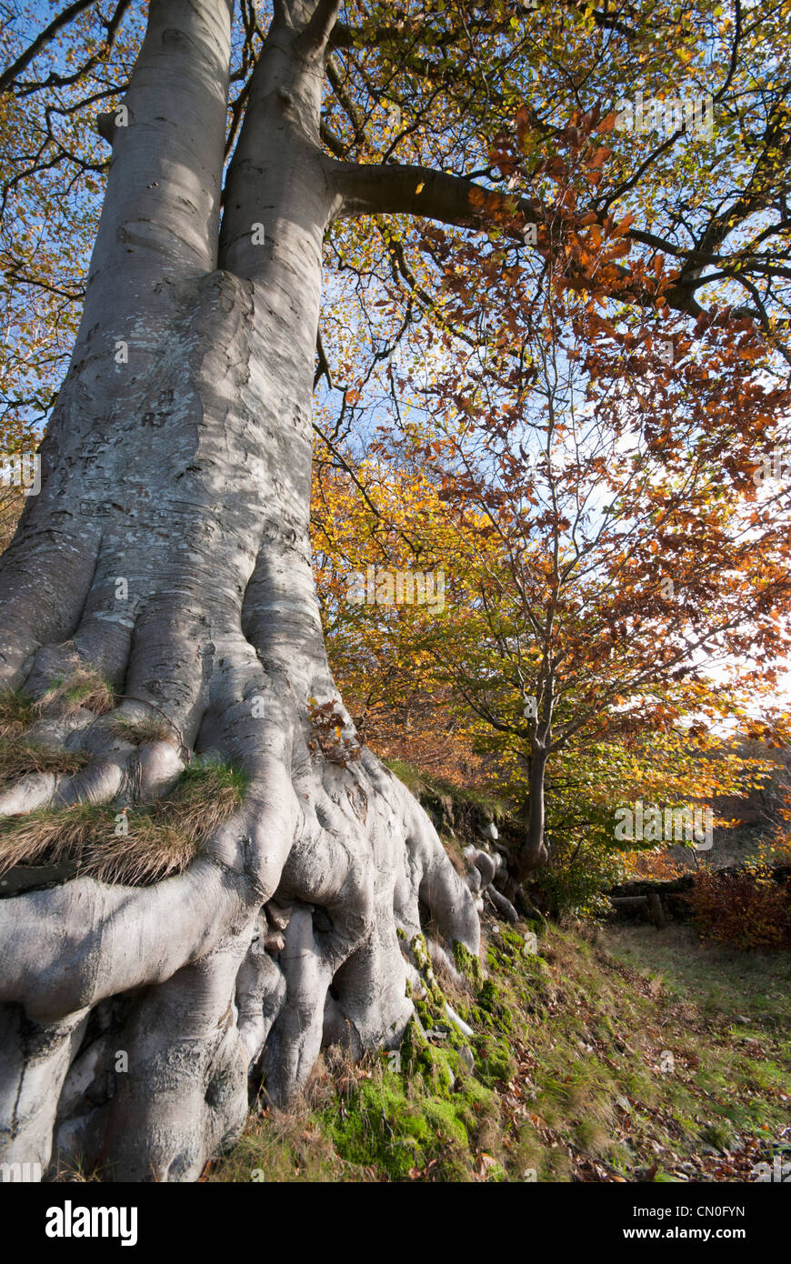 Radici di faggio fagus sylvatica immagini e fotografie stock ad alta ...