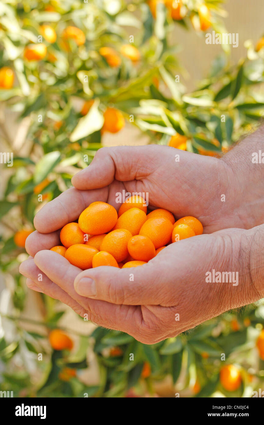 Fortunella japonica immagini e fotografie stock ad alta risoluzione - Alamy